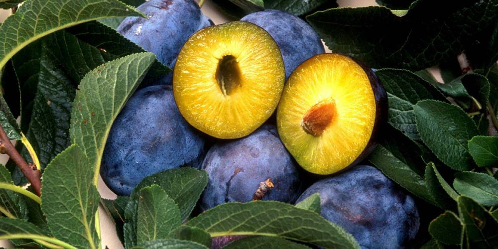 Susine - CSO Italy Centro Servizi Ortofrutticoli